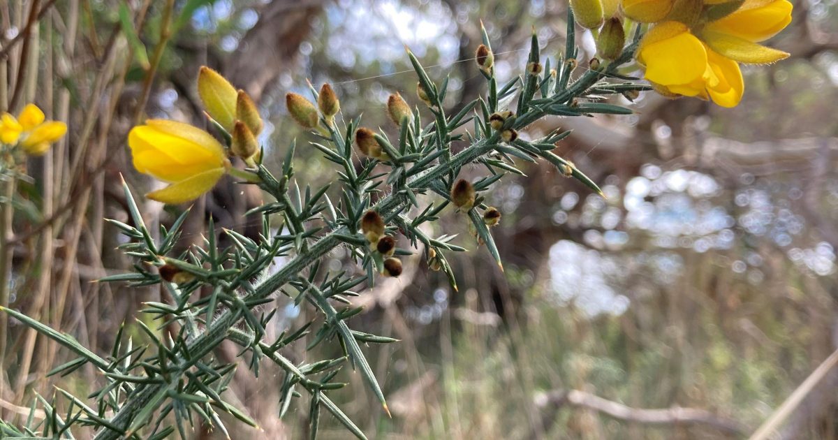 Weed management and control | Limestone Coast Landscape Board