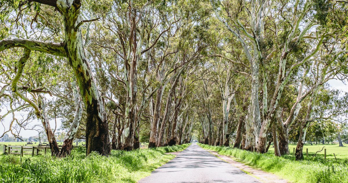 Native vegetation in our landscape | Limestone Coast Landscape Board