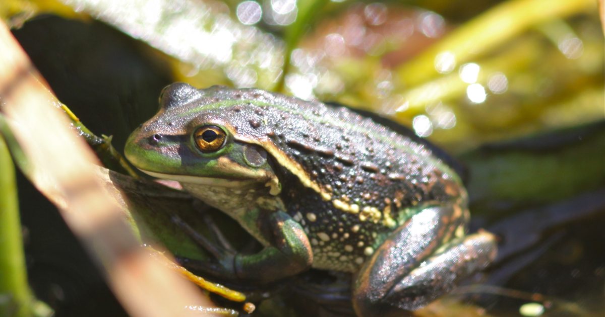 Plants and animals of Limestone… | Limestone Coast Landscape Board