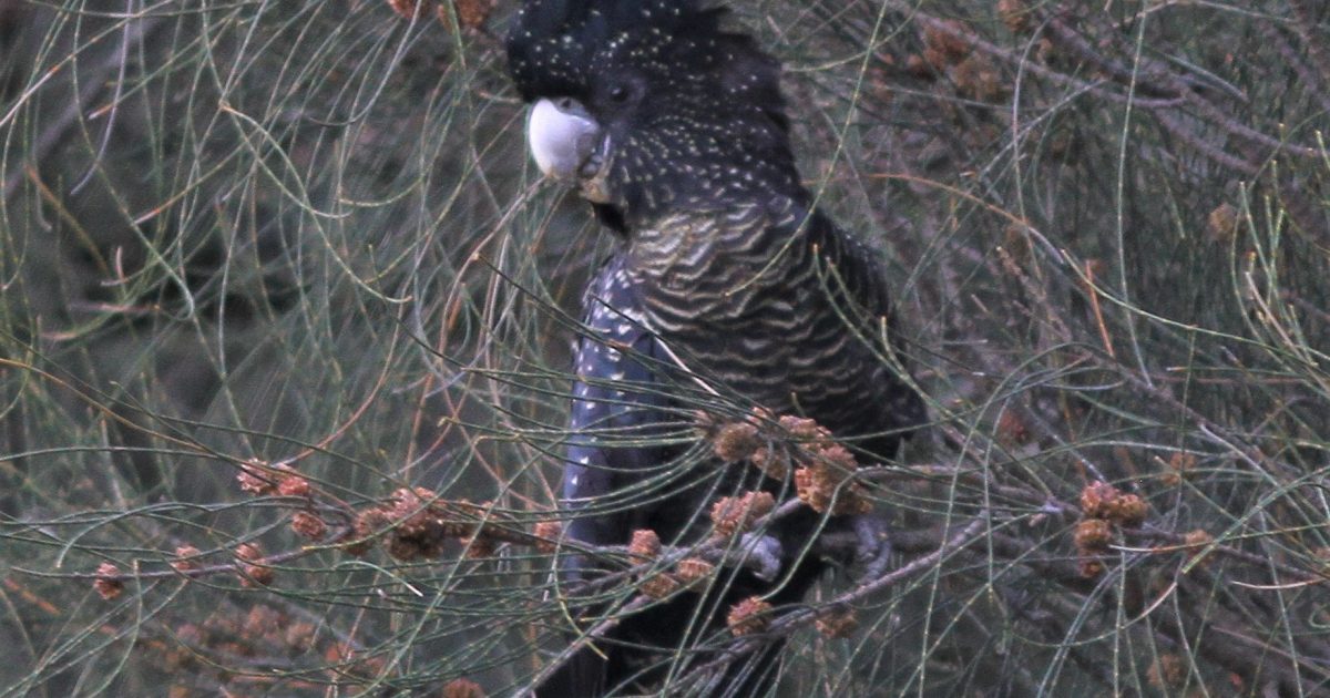 Continuing on-ground action with… | Limestone Coast Landscape Board
