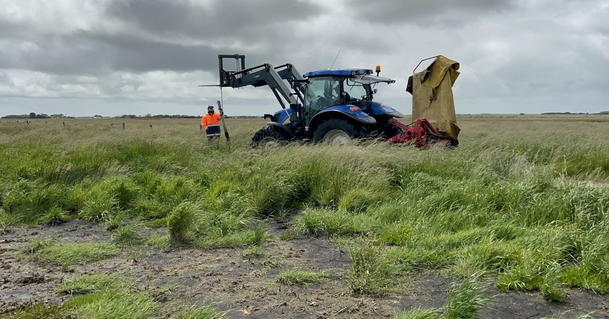 Restoration starting to take shape… | Limestone Coast Landscape Board