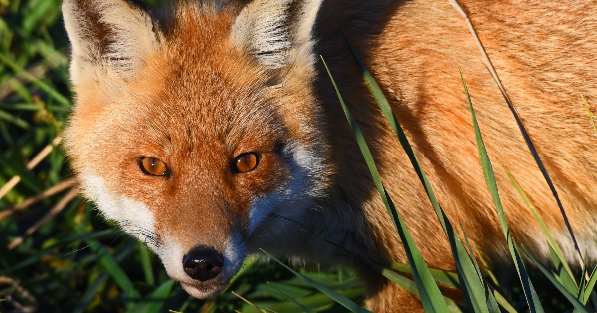 Feral foxes | Limestone Coast Landscape Board