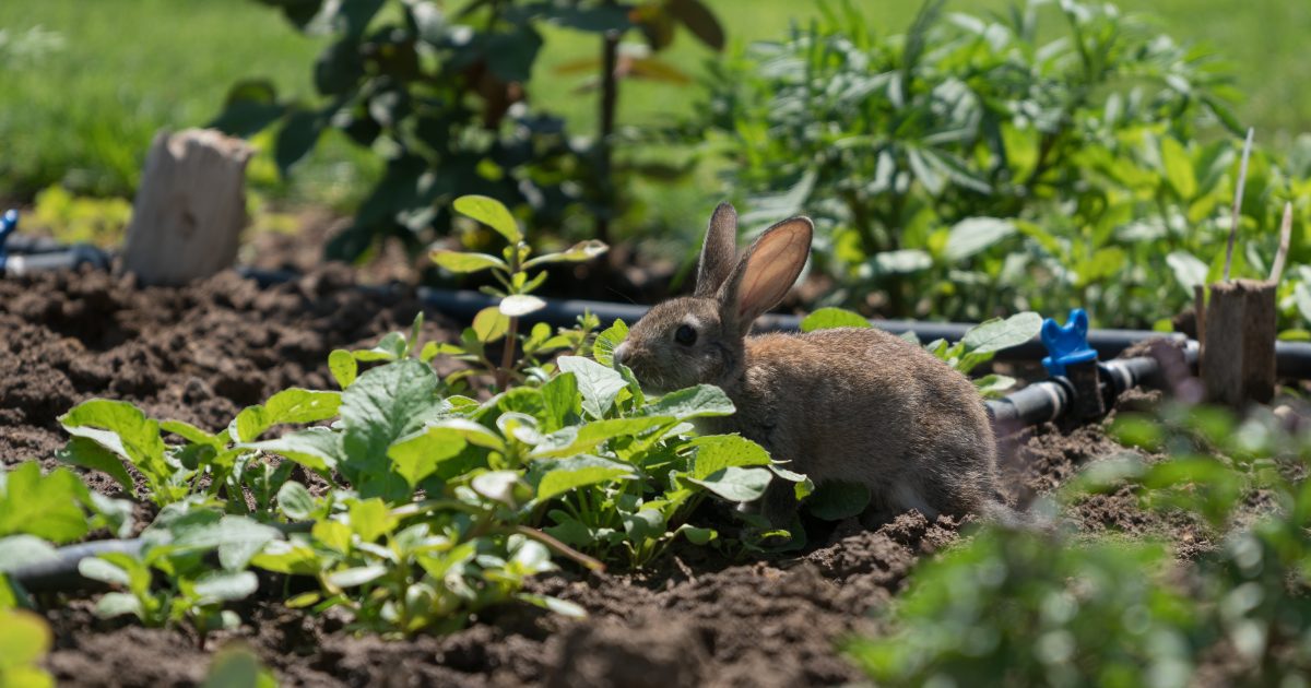 Urban rabbit control | Limestone Coast Landscape Board