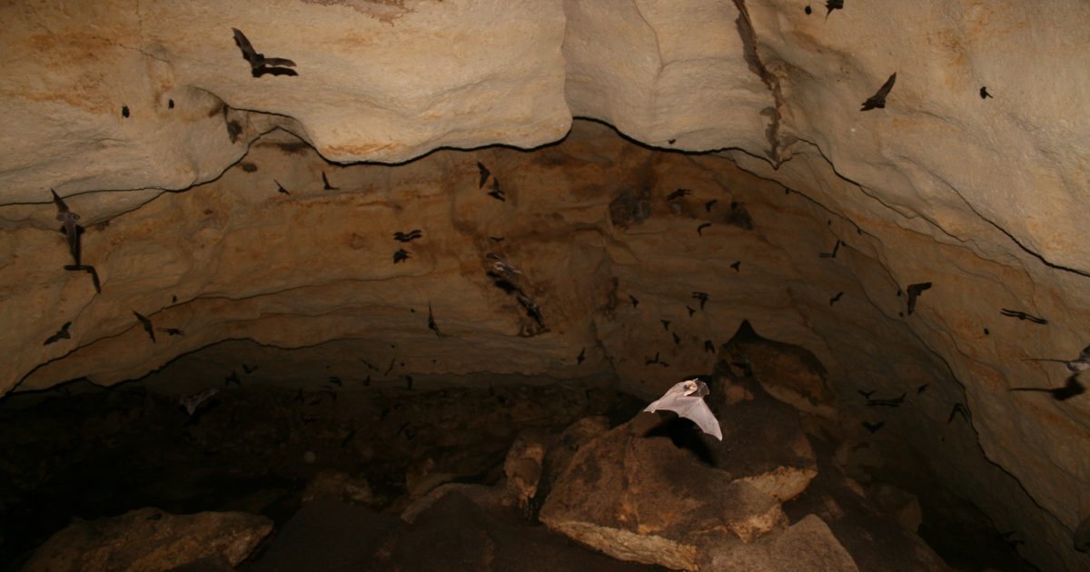 Call out for Caves! Help protect… | Limestone Coast Landscape Board